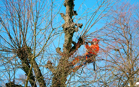Tree Services in Little Rock, AR | Vasquez Tree Services